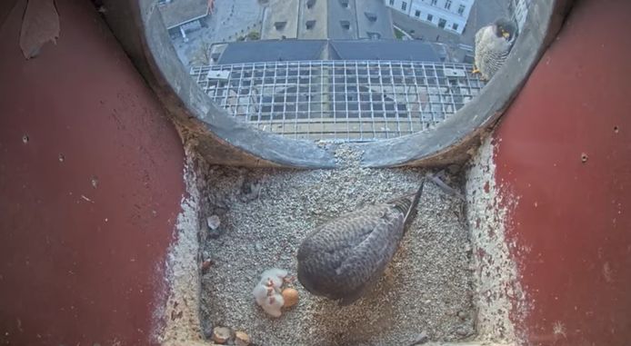 Slechtvalkjes in ‘Peperbus’ zien levenslicht | Lokeren | hln.be