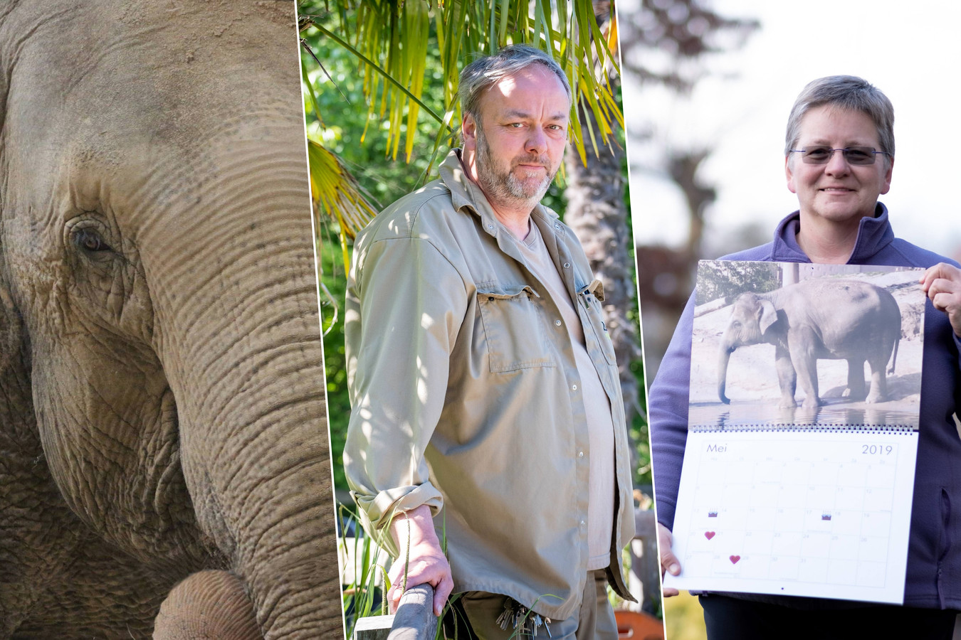 Hoofdverzorger en grootste fan over overleden olifant Yu Yu Yin: “We ...