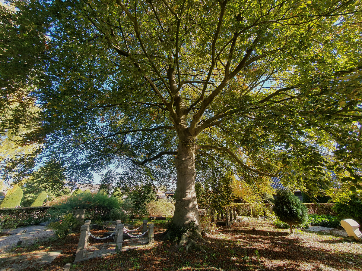 Numansdorpse beuk nieuwe inzending voor Miss-verkiezing voor mooiste ...