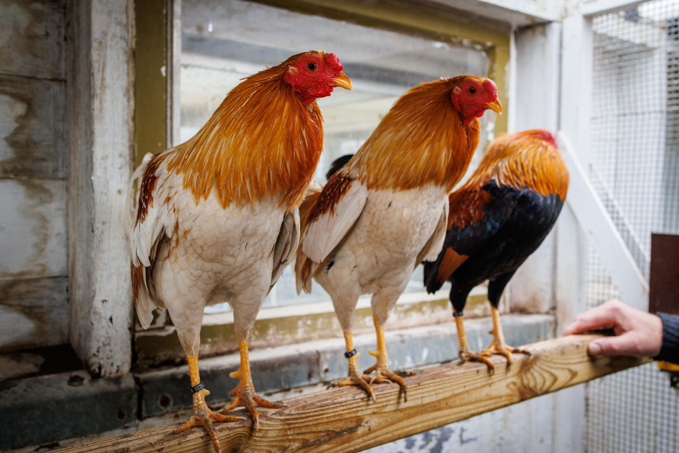Kippenras Twentse kriel steeds zeldzamer, maar hobbyfokker Robert houdt hoop: ‘Vroeger had ik ...