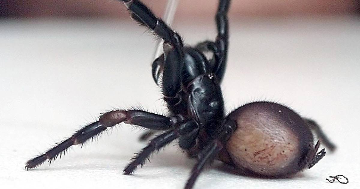 Grootste dosis tegengif ooit redt jongen van spinnenbeet | Bizar | hln.be