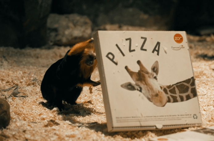 Dieren Antwerpse Zoo genieten van pizza’s | Antwerpen | hln.be