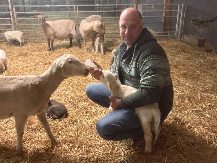 Geboortegolf in Rotterdam: ‘Tijdens de piek worden er honderd lammetjes ...