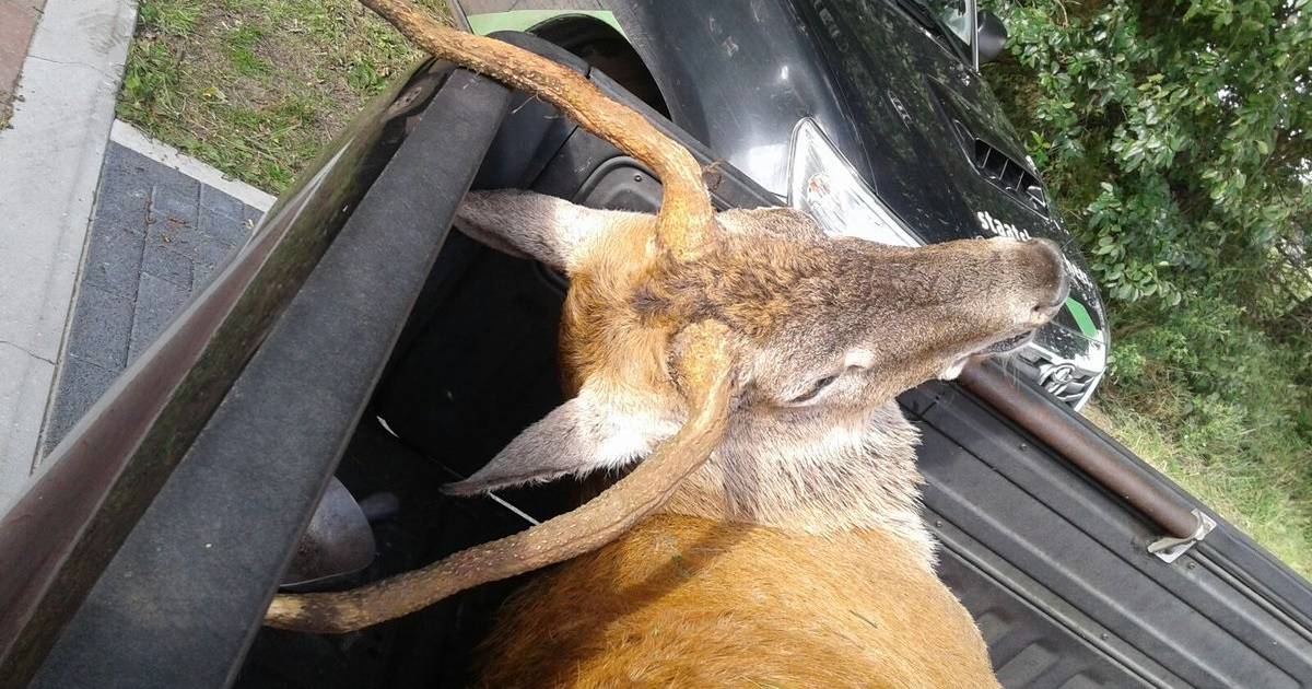 Bekendste hert van Veluwe 'Terror Teun' dood gevonden in tuin Kootwijk ...