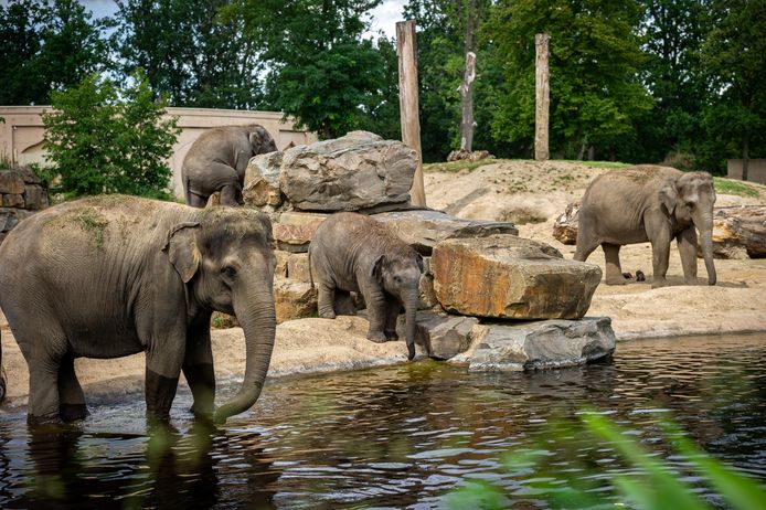 Antwerpse Zoo en Planckendael verliezen 100.000 euro omzet per dag ...