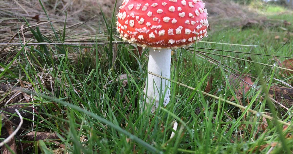 Paddenstoel of zwam, hoe weet je dat eigenlijk? | Breda | pzc.nl