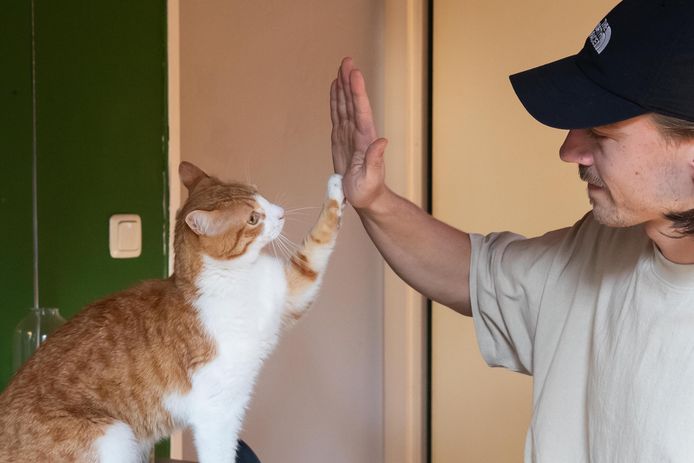 Halsband met camera blijkt schot in de roos: de kat van Kees (27) is nu ...