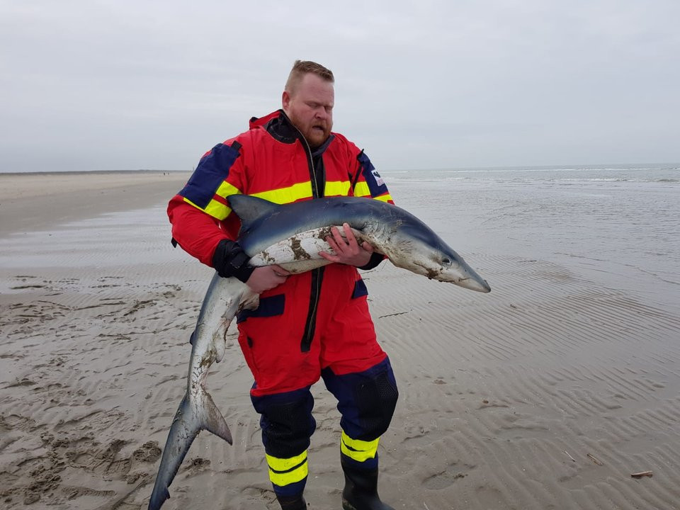 Bijzonder! Aangespoelde blauwe haai wordt met zuurstoftank naar ...