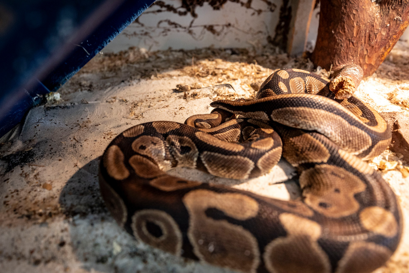 De geheimen van het Carmellyceum: ‘Hier gebeurde alles wat God verboden ...