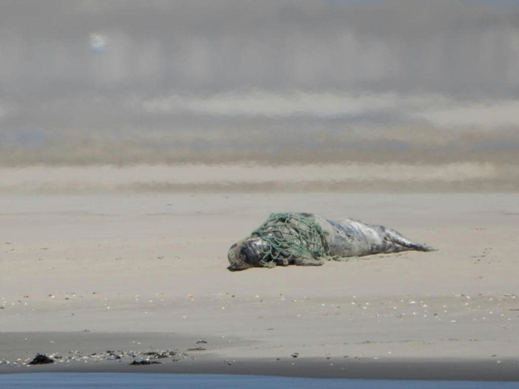 Zeehond die verstrikt zit in visnet vlucht voor Texelse reddingswerkers ... Zeehond die verstrikt zit in visnet vlucht voor Texelse reddingswerkers ...