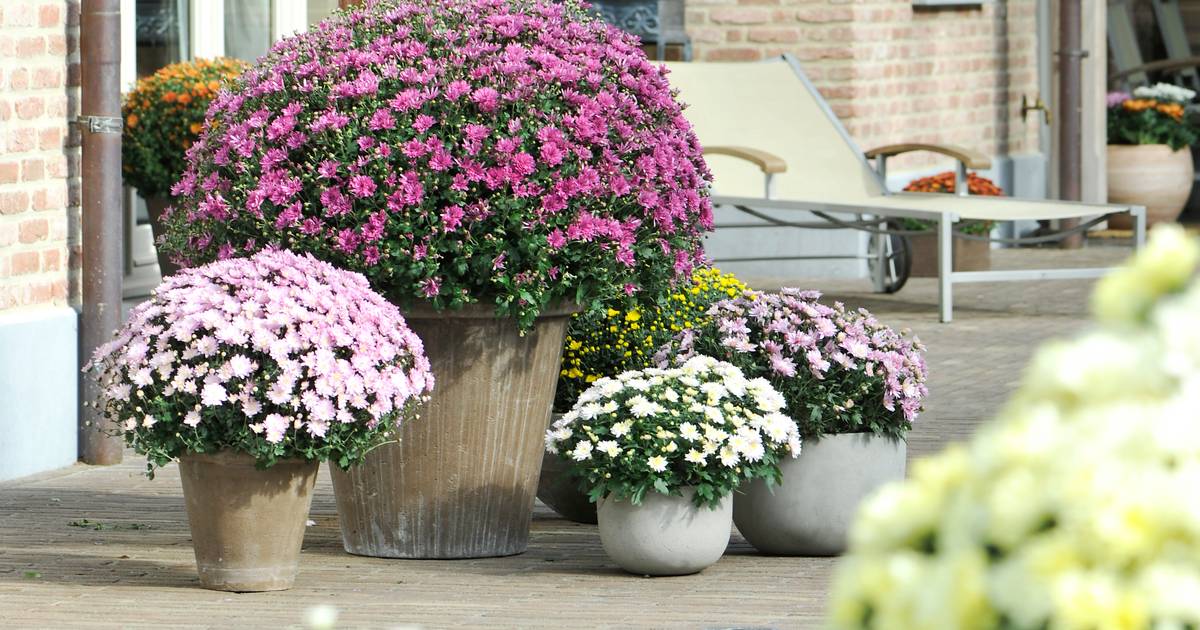 “Chrysanten halen schadelijke stoffen uit de lucht”: onze tuinexperte ...