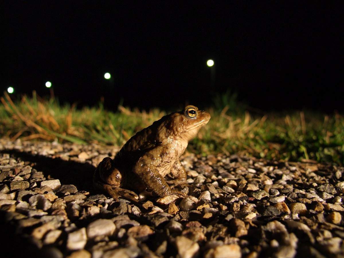 Natuurpunt herneemt paddenoverzetactie | Foto | hln.be