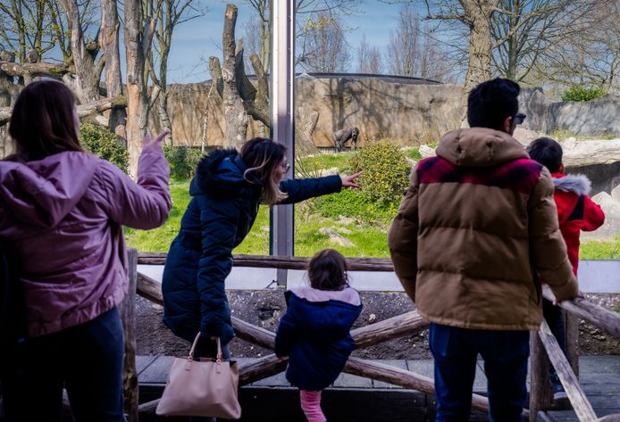 Blijdorp gooide het roer radicaal om, bezoeker: 'Als ze de dieren hier ...