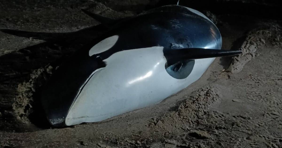 Aangespoelde orka overleden op strand van Cadzand | Dieren | hln.be