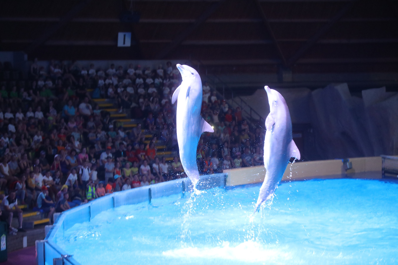 Minister Ben Weyts wil houden van dolfijnen in gevangenschap verbieden ...