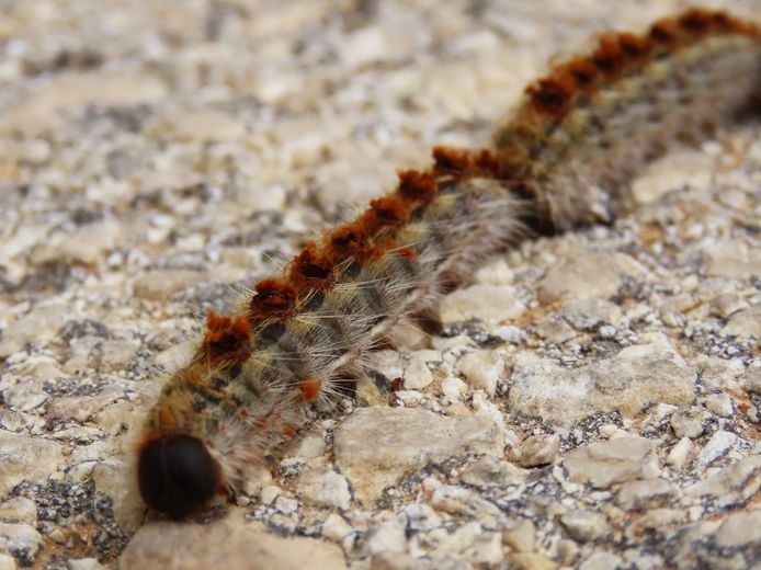 Dennenprocessierups is rap onderweg naar Nederland; kijk uit voor dit ‘broertje van’ | Suzanne ...