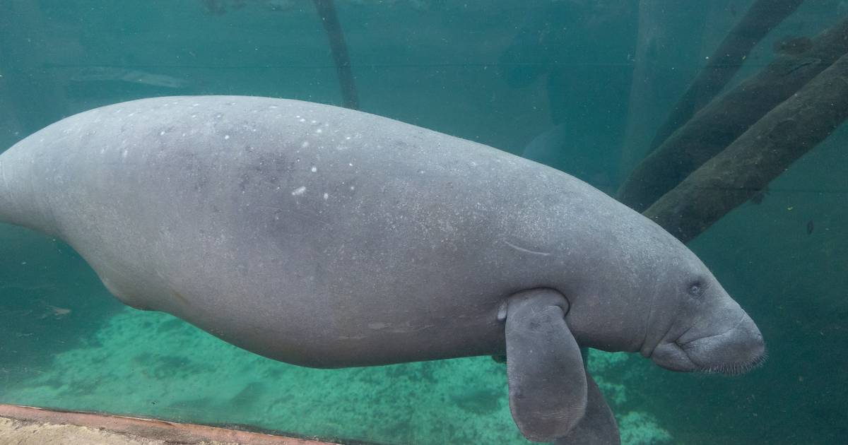 Hoera! In Burgers’ Zoo zwemt een drachtige zeekoe rond, en je kunt haar ...