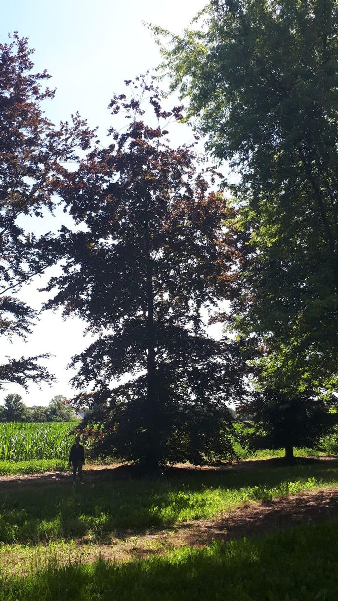 Een nieuwe rode beuk voor bij het Wilhelminapark in Utrecht staat al ...