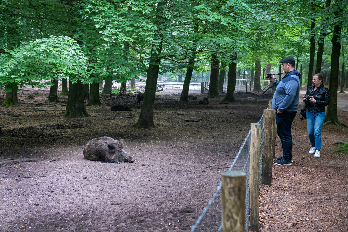 Deze slimme oplossing zorgt ervoor dat Apeldoornse zwijntjes mogen blijven: ‘Gemeente heeft dit ...