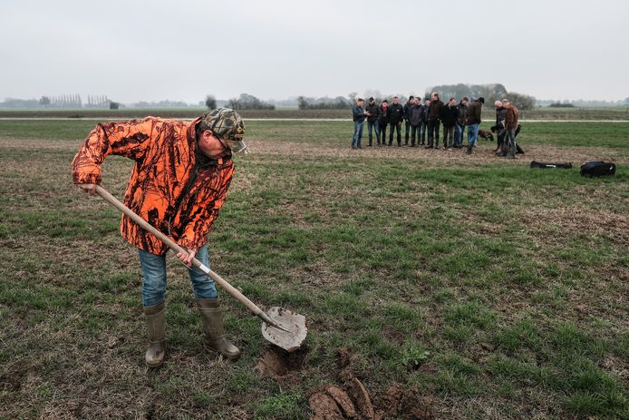 Wat is de oorzaak van die enorme muizenplaag in de Achterhoek ...