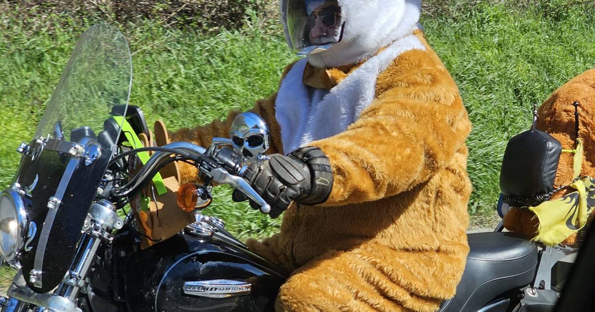 De paashaas komt eraan... op de motor! Motorrijder met konijnenpak ...