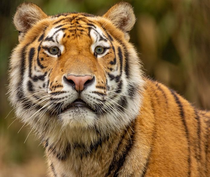 Half jaar na tijger Paka verliest Pakawi Park nu ook diens zus Awi ...