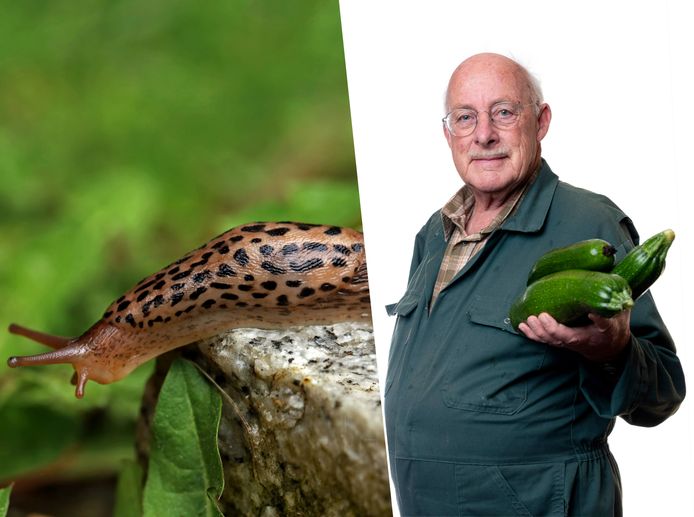 Slakken kun je bestrijden met dure aaltjes, maar het kan ook goedkoper ...
