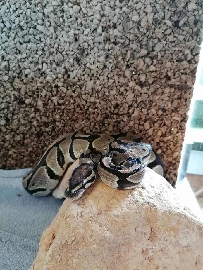 VIDEO. Wurgslang kronkelt door straten van Oelegem: “Het was al de ...