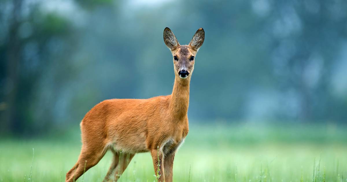 Hoera! De eerste ree is gezien in het Máximapark in Leidsche Rijn. Nu ...