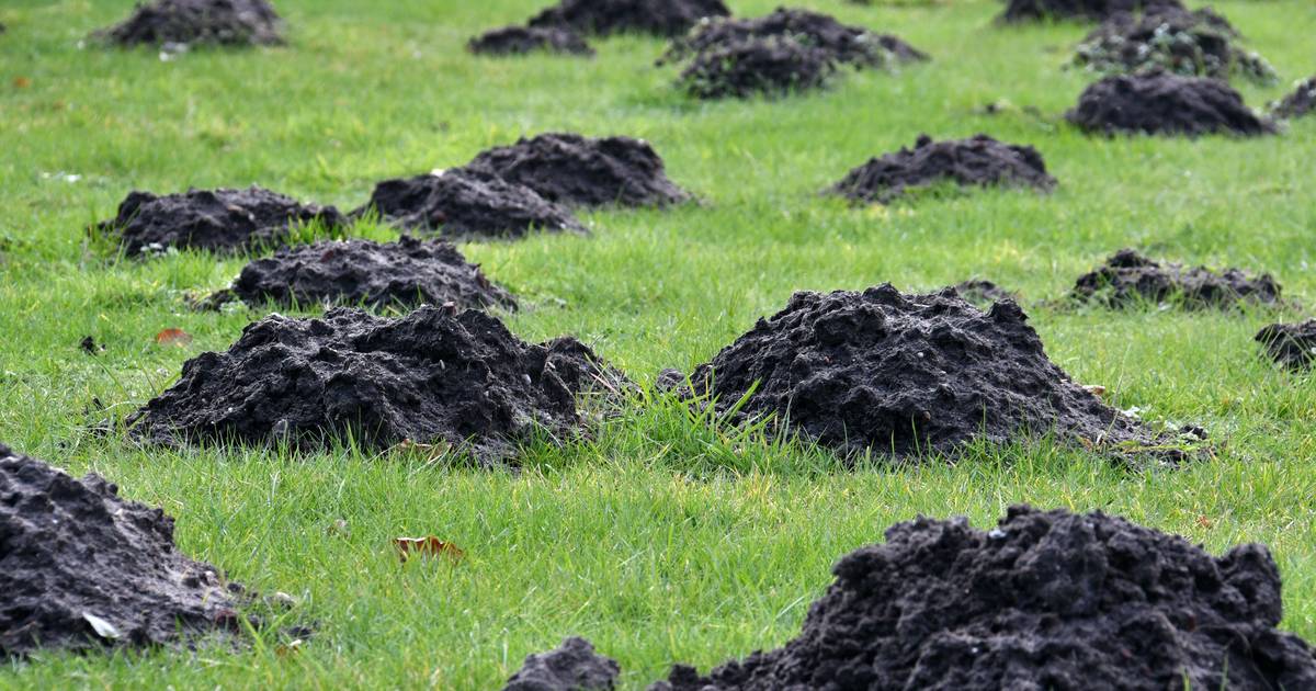 Molshopen in je tuin? Wees blij, is de boodschap tijdens het landelijke ...