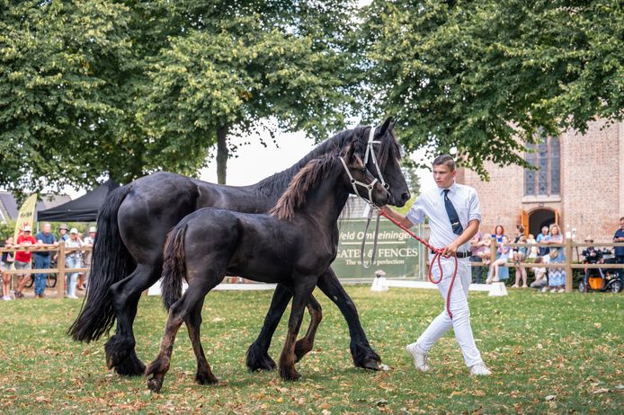 Op de Dag van het Paard heeft ieder zijn eigen favoriet: ‘Allemaal gek ...