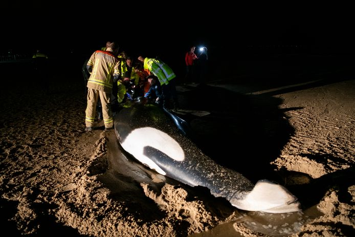 Aangespoelde orka na korte doodsstrijd overleden op strand van Cadzand ...