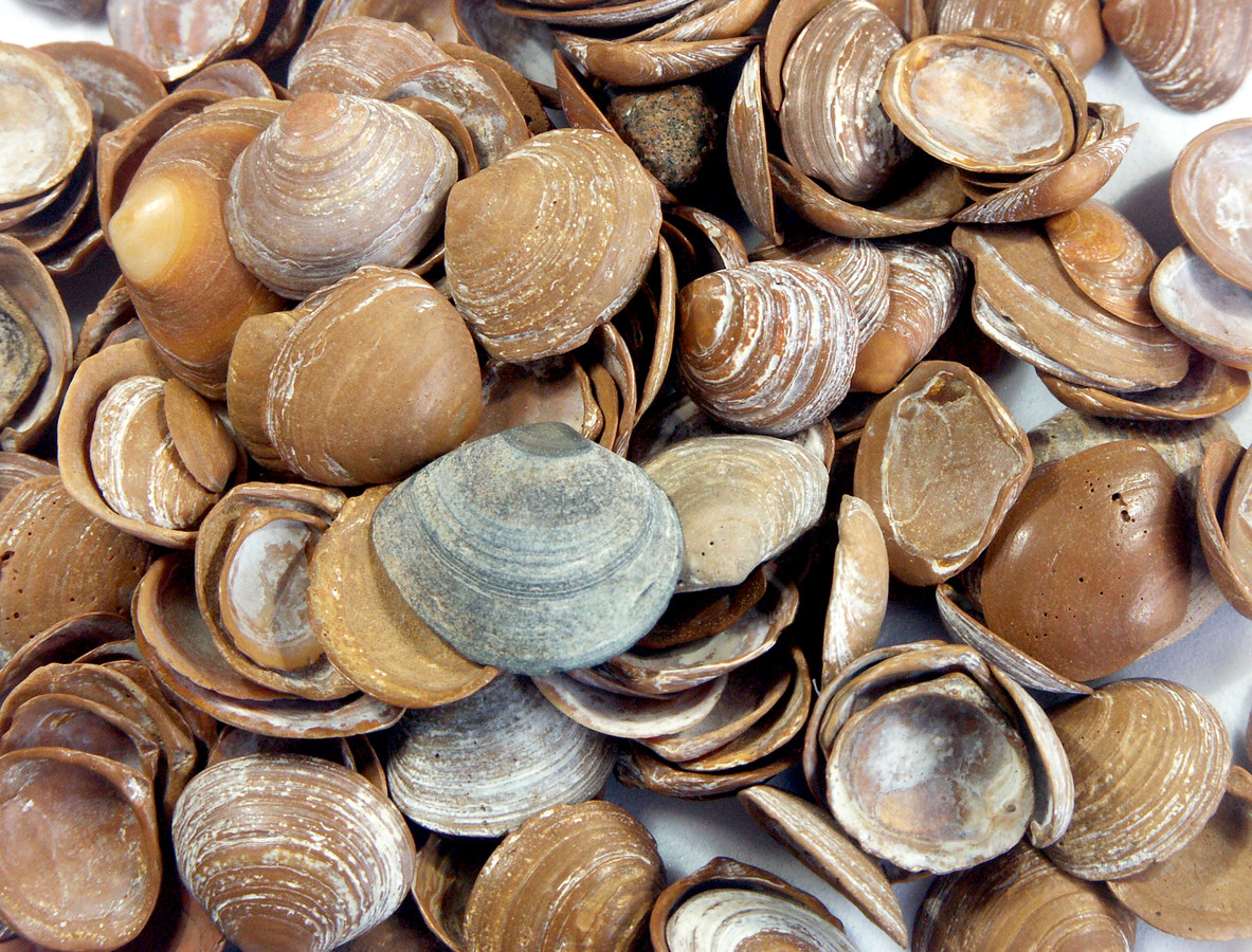 Wat het strand ons kan leren: van simpele zeepier tot oeroude fossiel ...