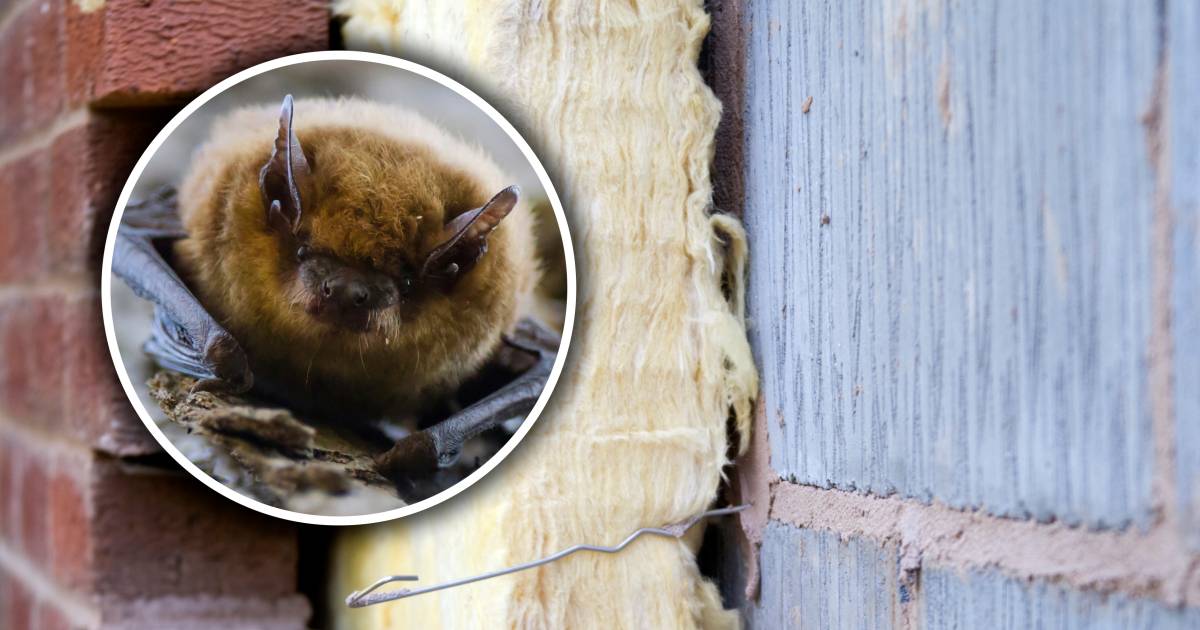 Vleermuizen beschermen én huizen isoleren: provincie Utrecht ziet oplossing | Utrecht | AD.nl