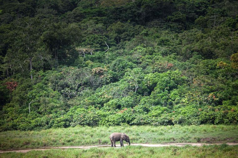 Afrikaanse bosolifant nu op ‘rode lijst met bedreigde soorten’