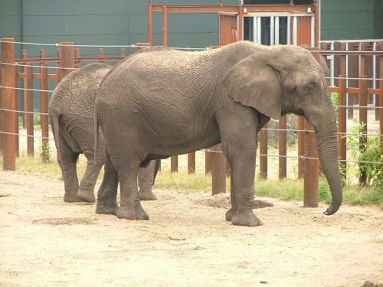 Olifant in Beekse Bergen krijgt nieuwe minnares | De Morgen