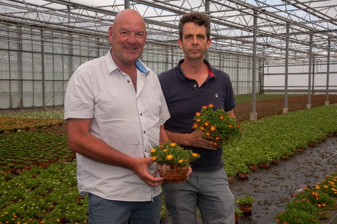 Ijsbloem uit Lochristi trotseert makkelijk hittegolven in Vlaanderen ...