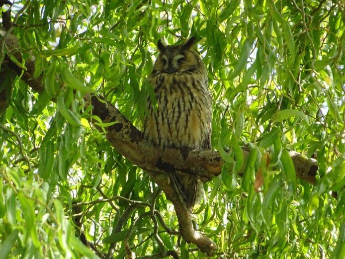 MIJN FOTO | Een uiltje knappen in Kloosterzande | Van de lezer Zeeuws ...