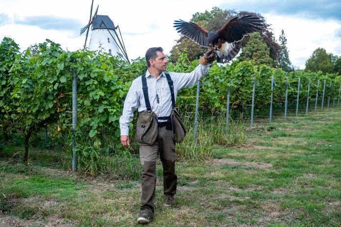 Wijndomein Oud Conynsbergh zet roofvogels in tegen hongerige bosduiven ...