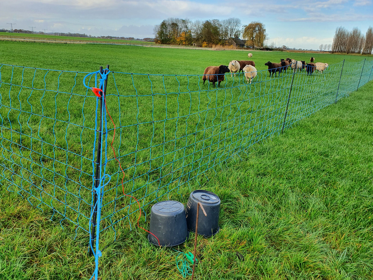 Meer Brabantse dierenhouders krijgen subsidie voor bescherming tegen ... Meer Brabantse dierenhouders krijgen subsidie voor bescherming tegen ...