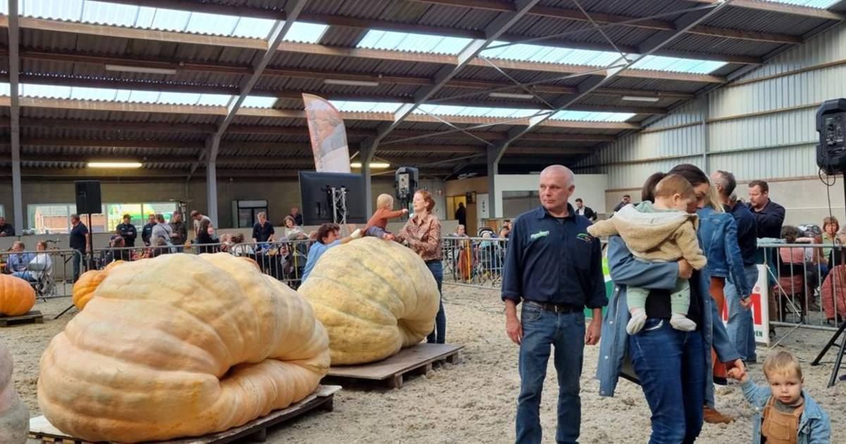 Kasterlee kleurt oranje van de pompoenen: twee Belgische ...