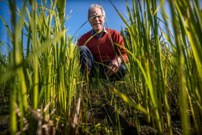 Rijstteelt in Friesland: ‘De winst is dat het kán’ | Koken & Eten | AD.nl