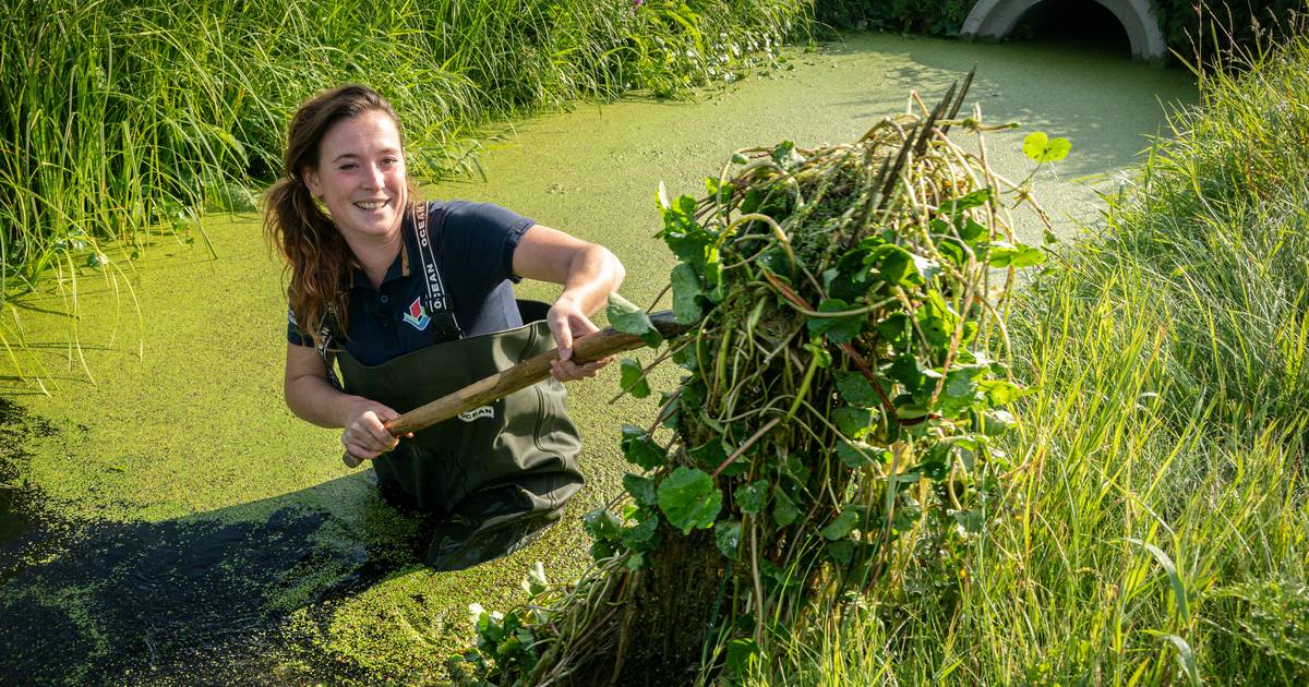 De hark helpt tegen de grote waternavel | Waalwijk, Heusden e.o. | bd.nl