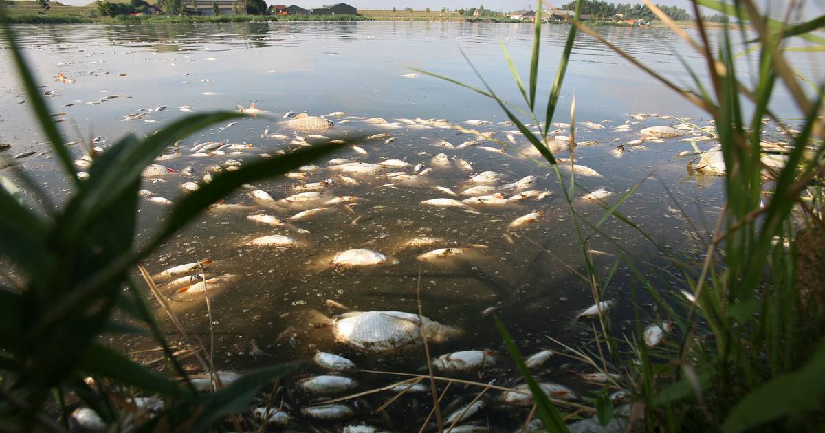 Dode vissen in water rond Wormerland getroffen door 'goudvis herpes ...