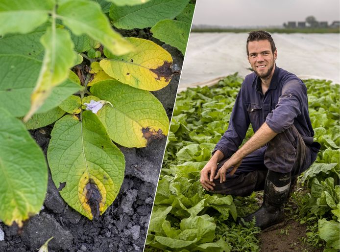Aanhoudende regen een drama voor aardappelboeren: 'Als het doorregent ...
