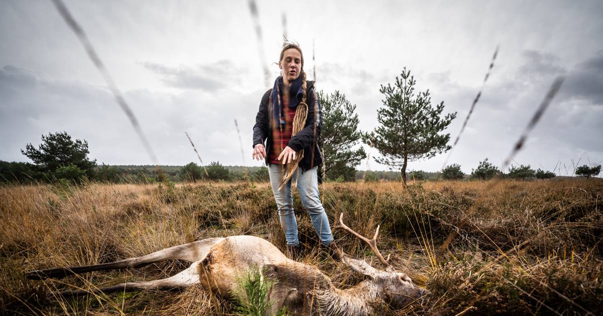 Wild eten in november? Laat de kadavers liggen, waarschuwt ...
