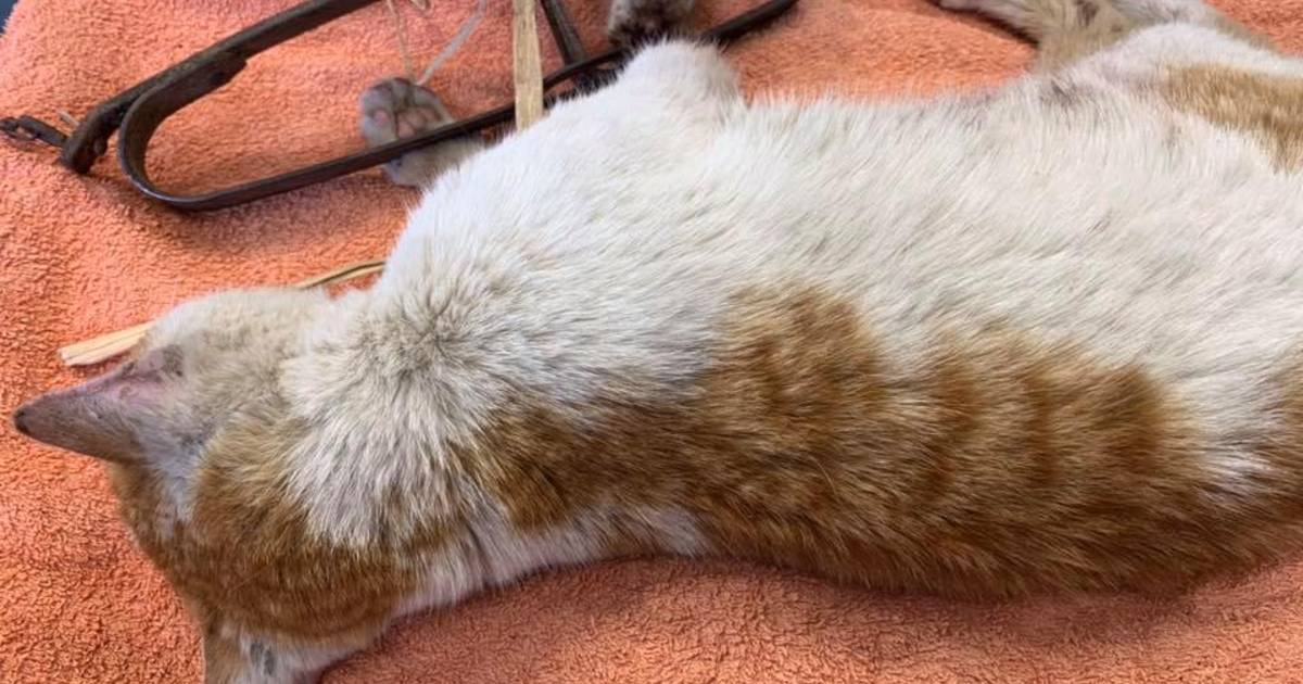 Kat komt vast te zitten in vossenklem: pootje afgezet tijdens ...