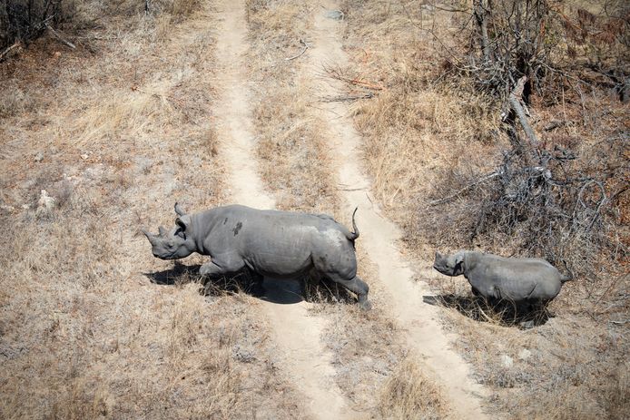 Daling aantal neushoorns in Zuid-Afrikaans Krugerpark is "zorgwekkend ...