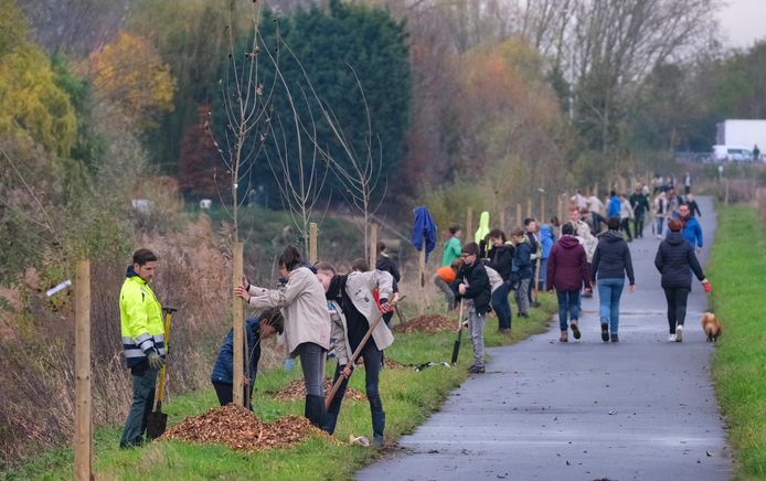Scouts planten 70 zwarte populieren aan Vleterenbeek | Poperinge | hln.be