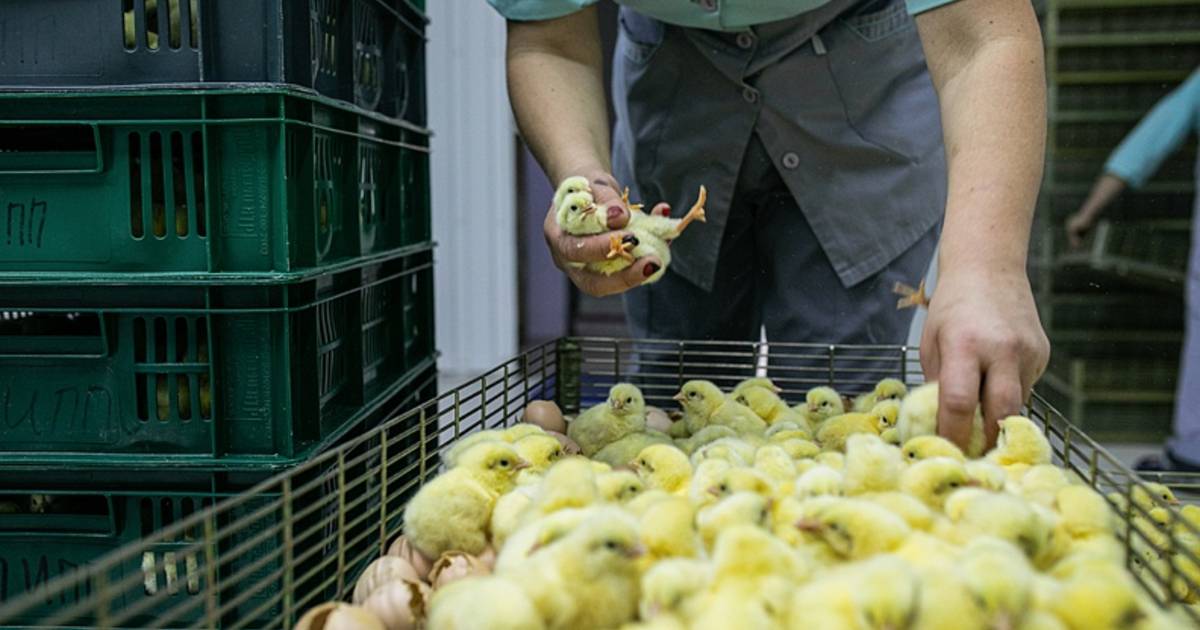 Elk jaar worden 330 miljoen kuikens vergast: het kan anders | Gaia | hln.be